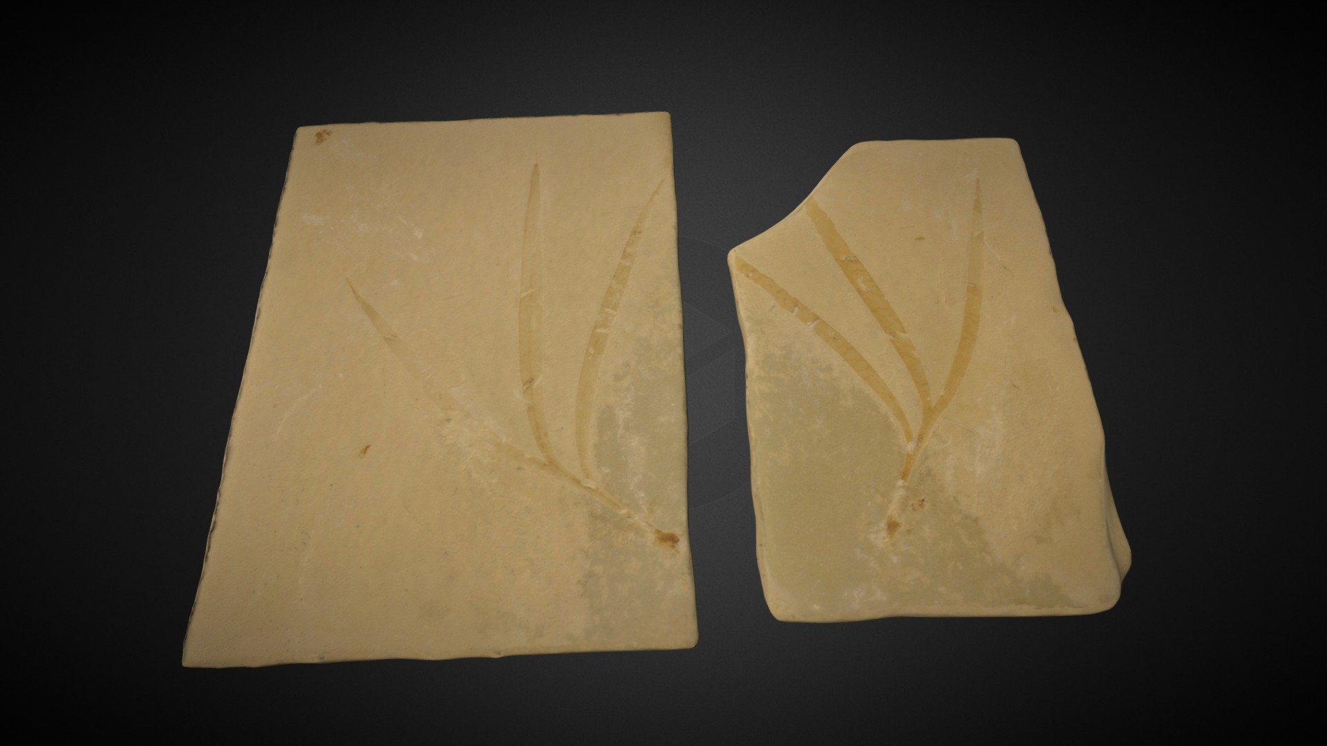 SOAP BERRY LEAF FOSSIL - Download Free 3D model by 3D Fossils ...
