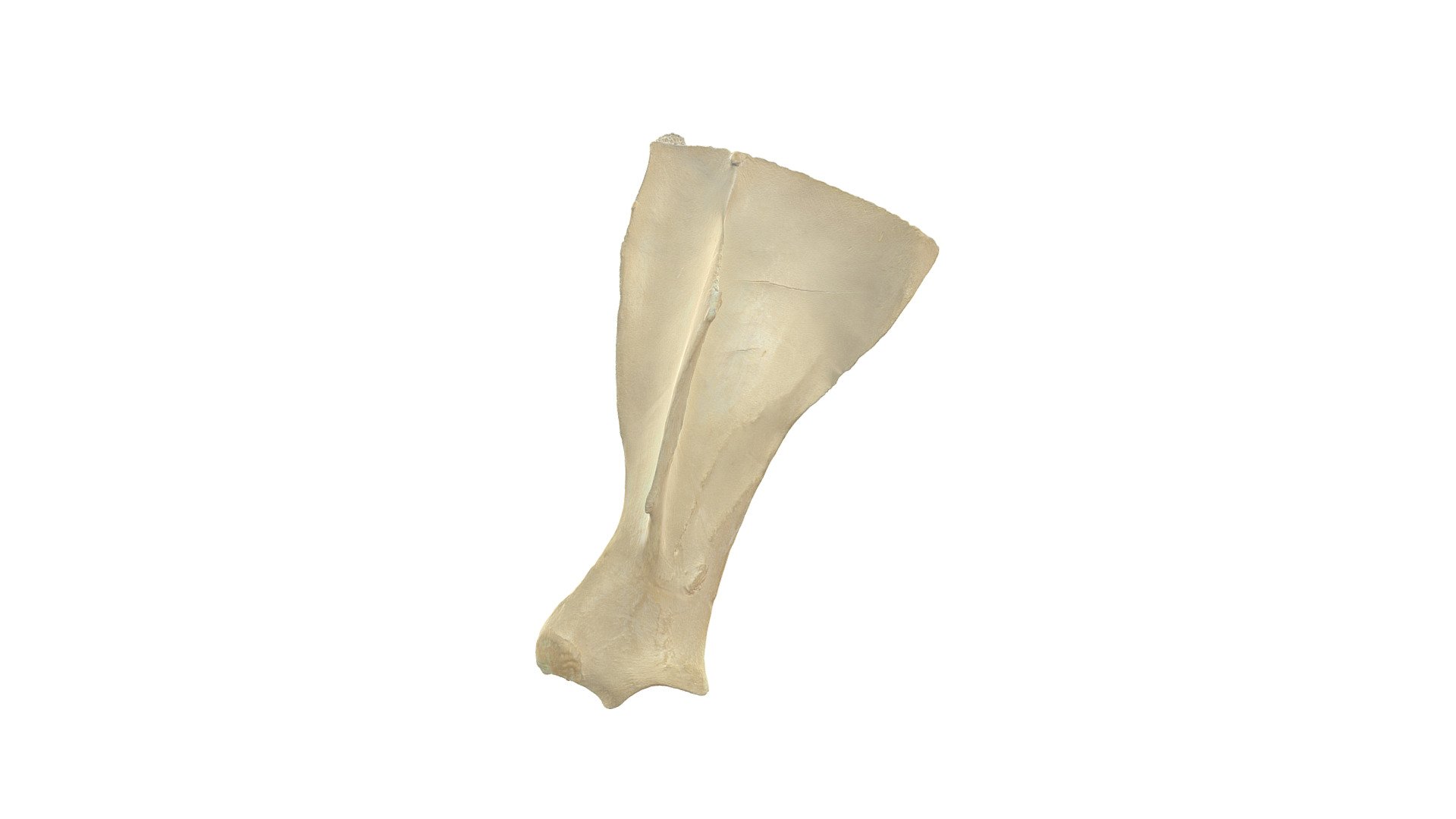 Horse Scapula Anatomy Scapular Neck Fractures