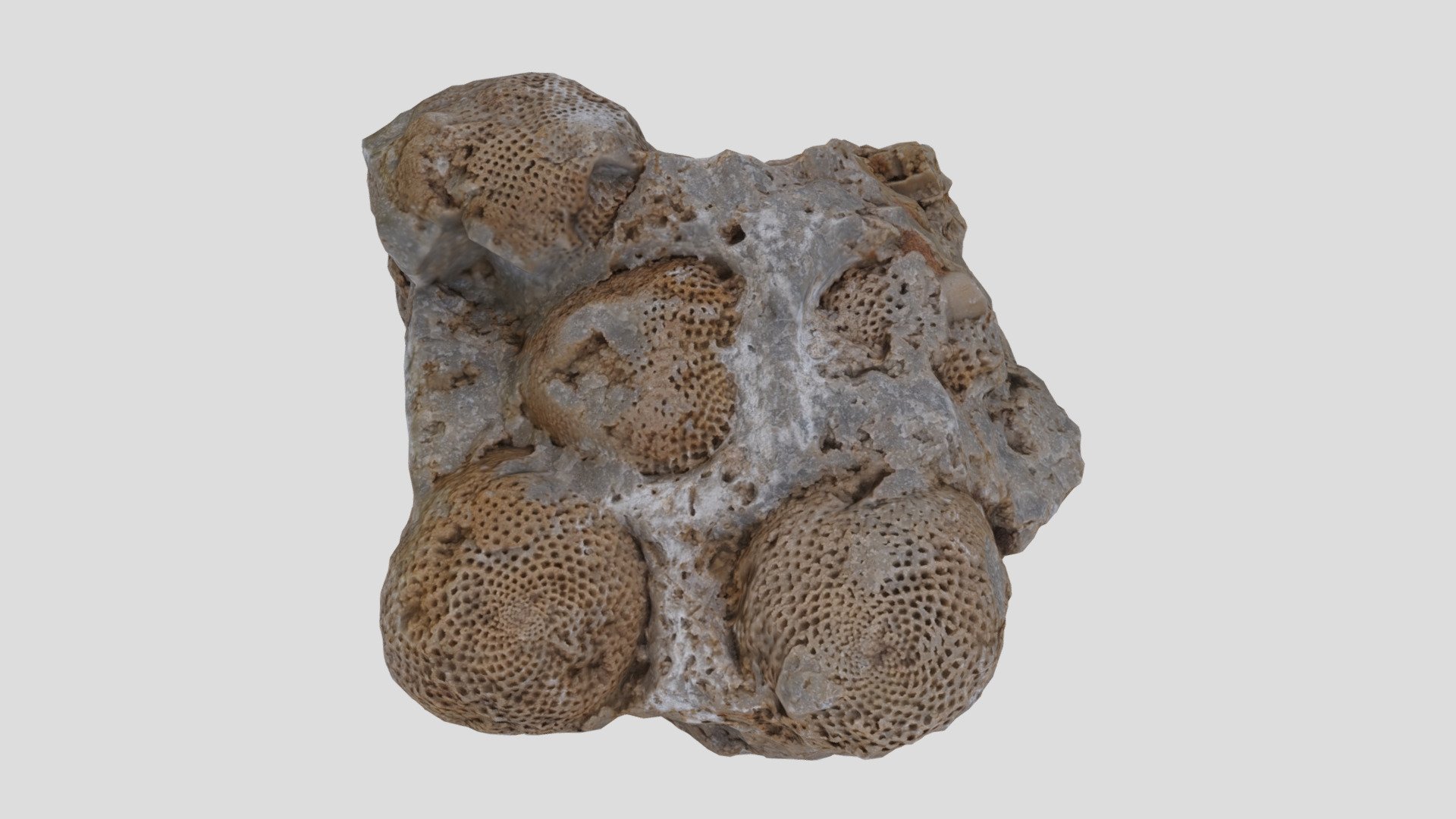 Receptaculites - 3D model by rlkugler [b562efb] - Sketchfab
