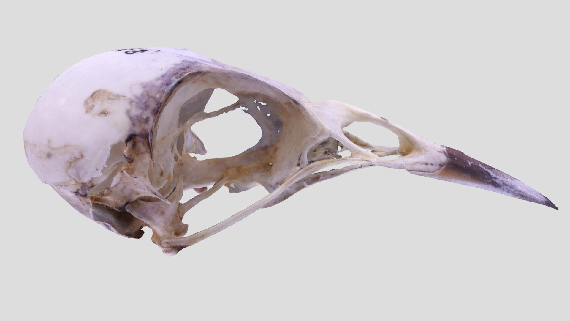 UWYMV:Bird:4251,S. neglecta neglecta, Crania - Download Free 3D model ...