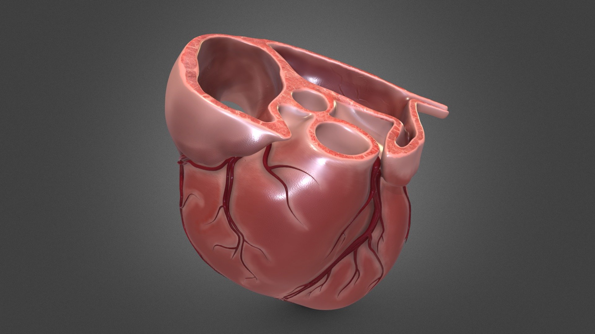 Heart Anatomy_C - Buy Royalty Free 3D model by FreeSpace ...