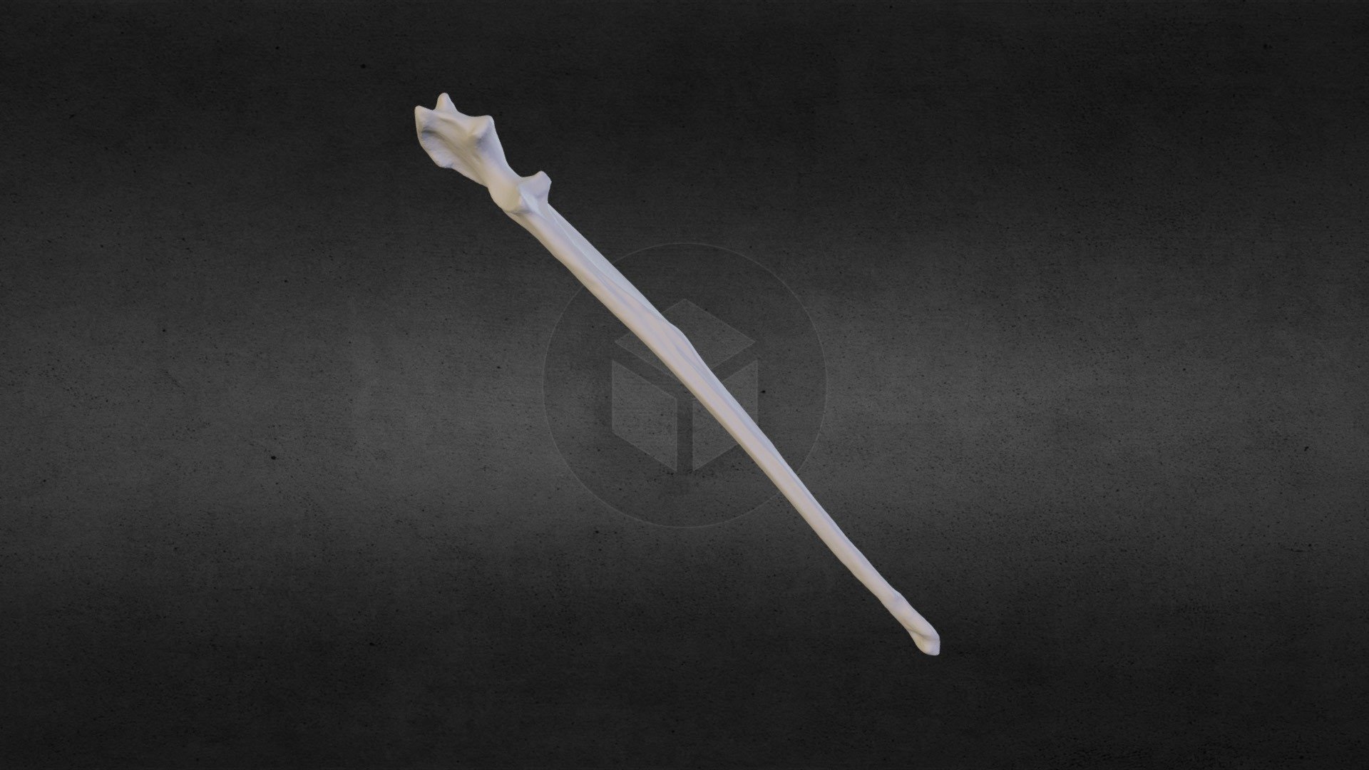 Ulna of an arctic fox - Download Free 3D model by Girugamesh17 [b56f34b ...