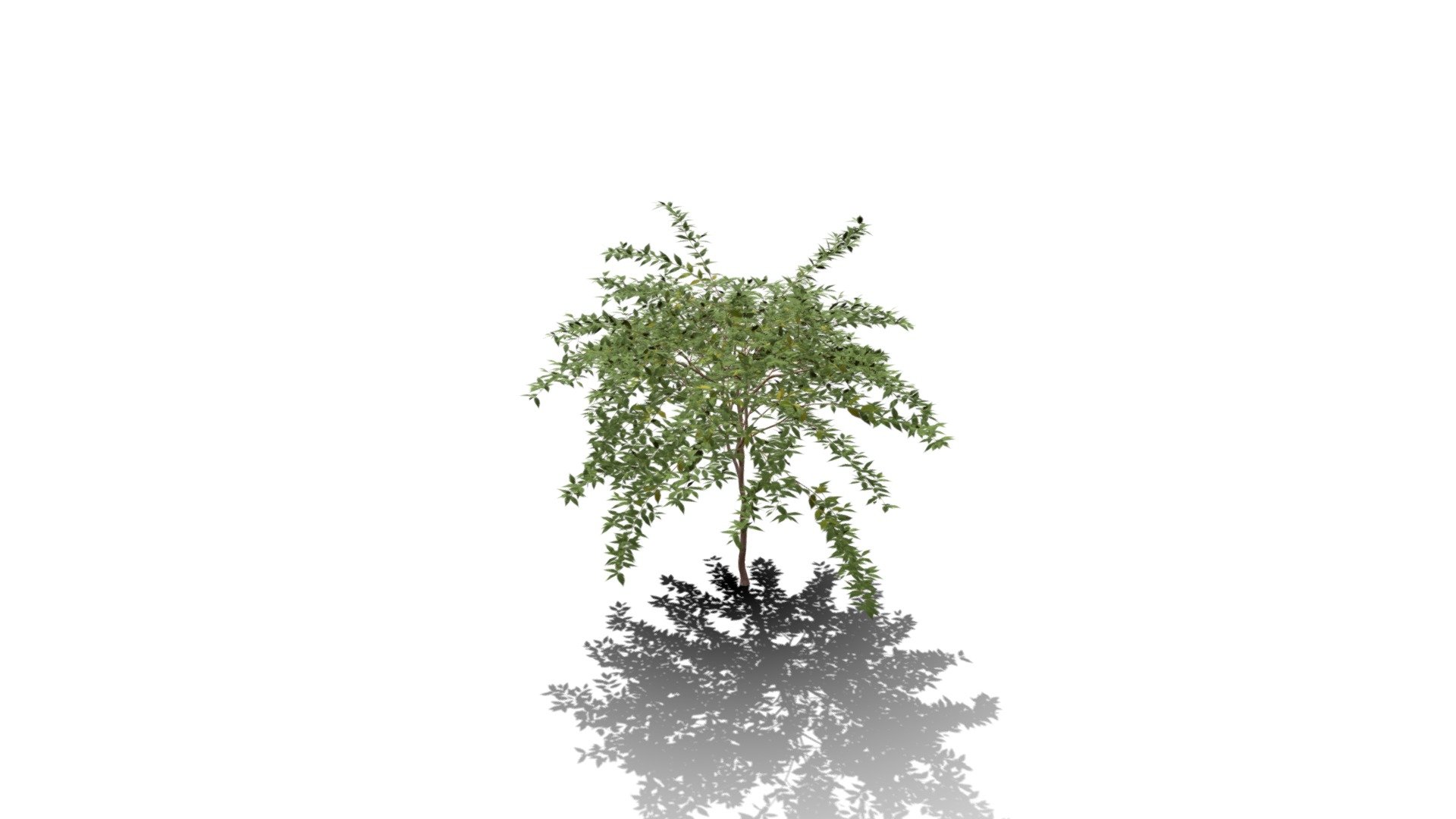Realistic HD Golden dewberry (19/20) - Download Free 3D model by ...