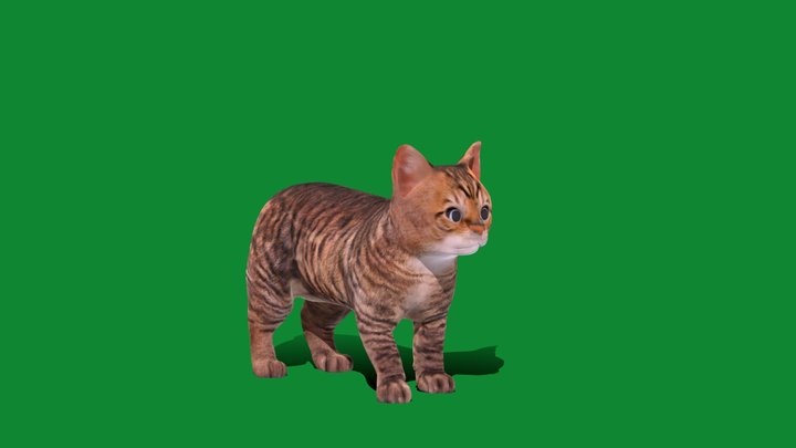 Baby-cat 3D models - Sketchfab