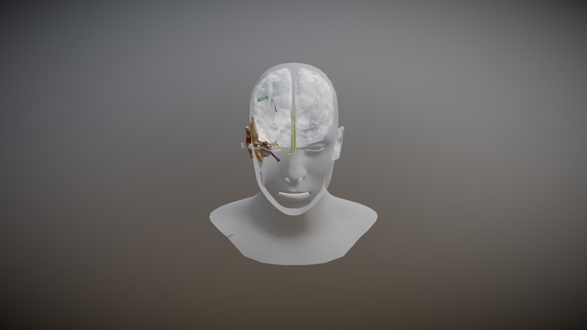 Auditory System - Signals To Brain - 3D model by Vida Systems ...