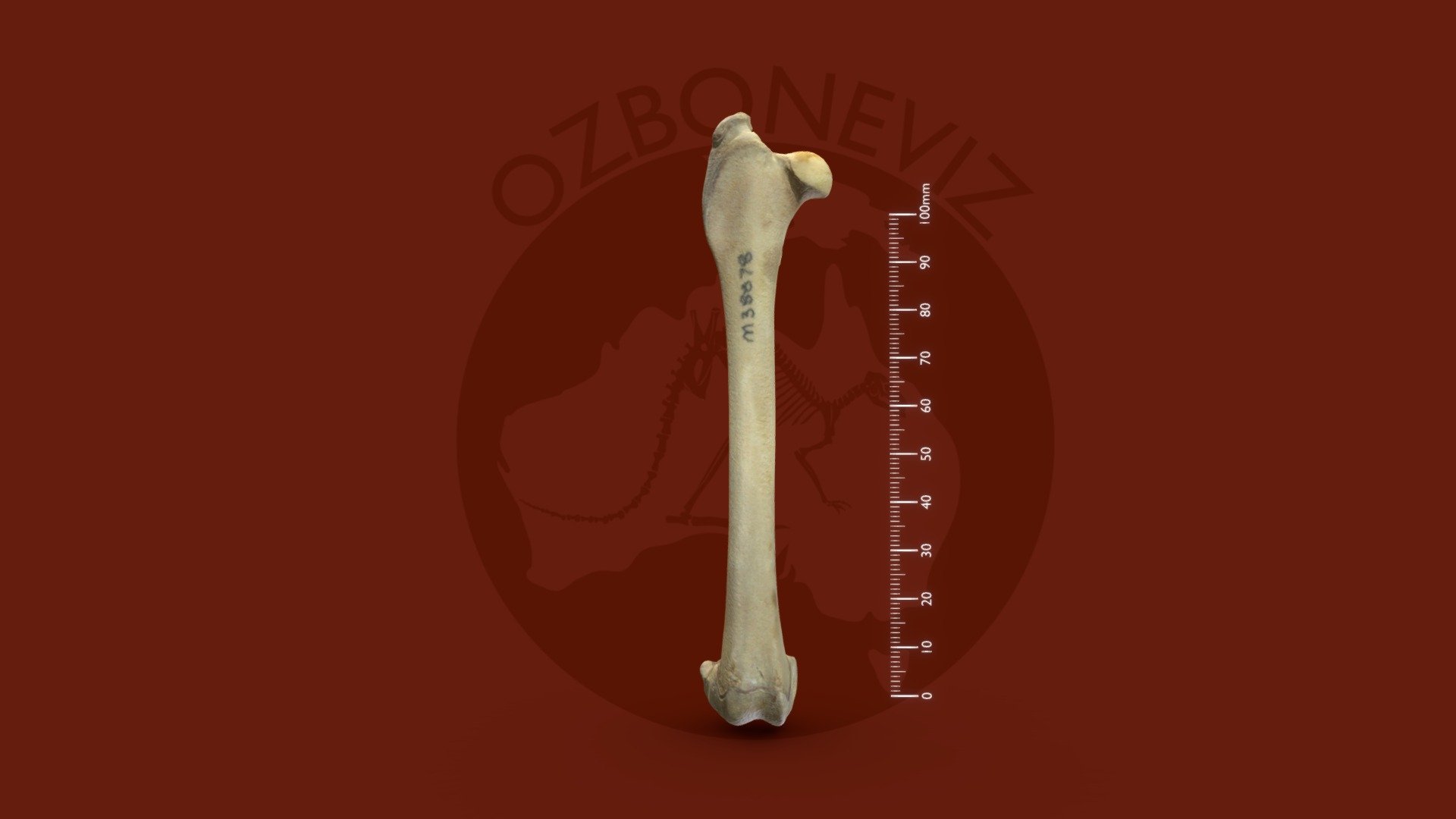 Red-legged pademelon femur - 3D model by Ozboneviz [b57c511] - Sketchfab