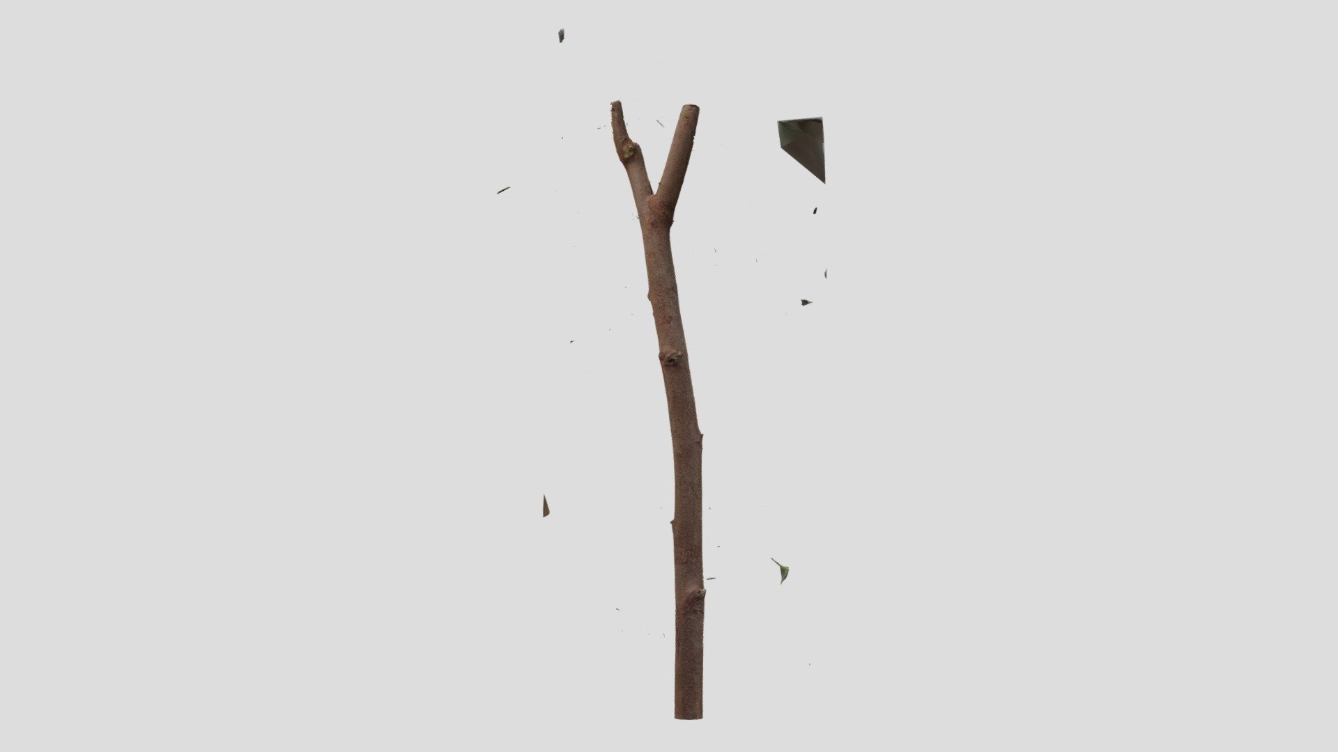 Branch - 3D model by zahra2 [b589cbf] - Sketchfab