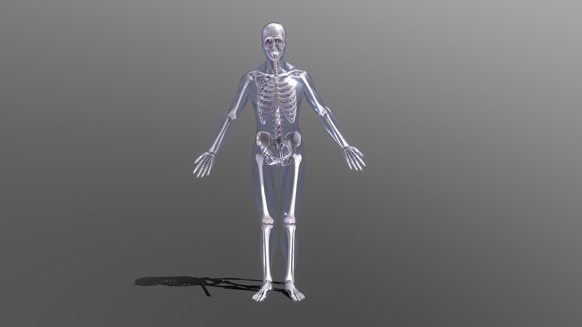 Skeleton Test - Download Free 3D model by Robertf91 [b58fbd4] - Sketchfab