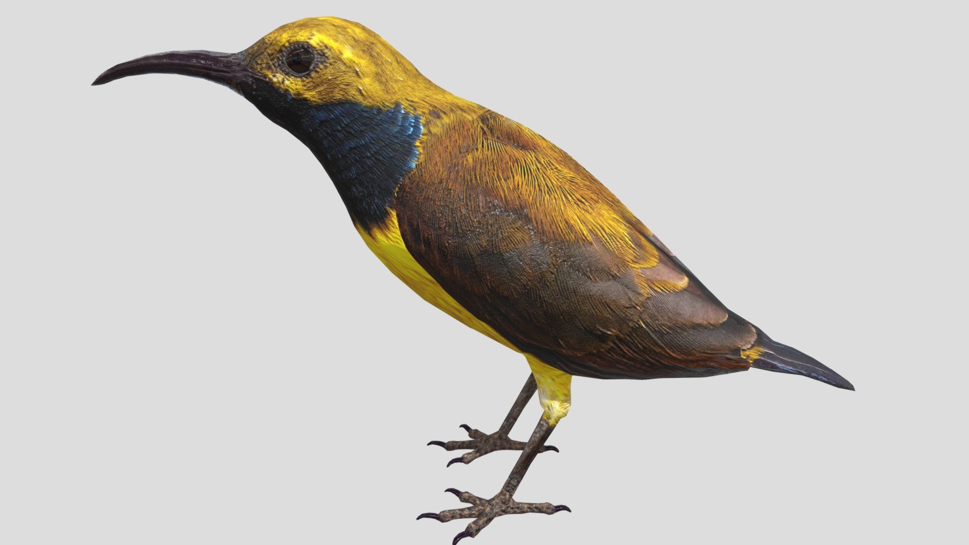 Olive-backed Sunbird Blend - Buy Royalty Free 3D model by rmilushev ...