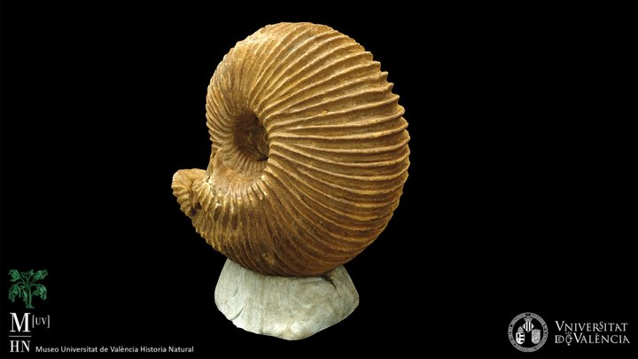 Ammonites 3D models - Sketchfab