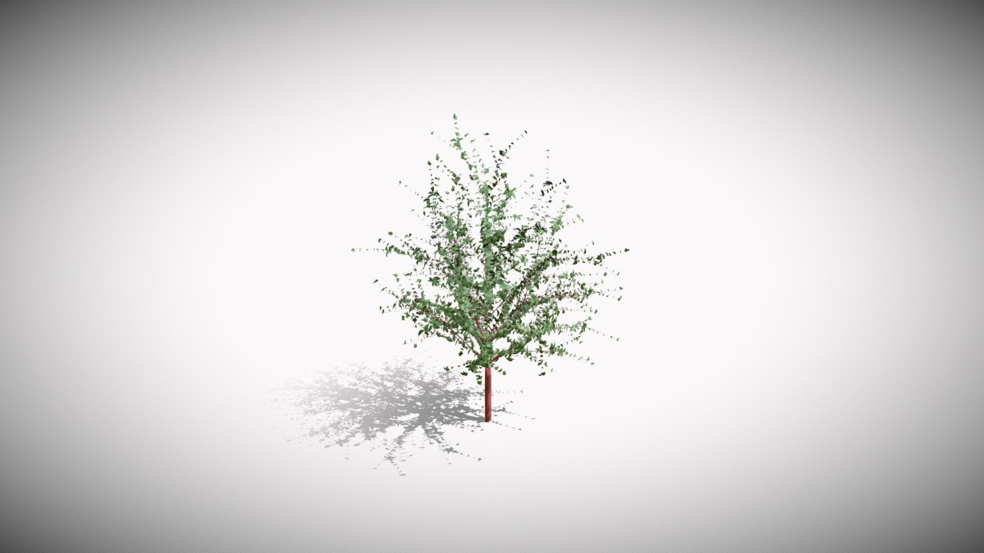 Holly with red fruit - Ilex rubra - 红果冬青 - Download Free 3D model by ...