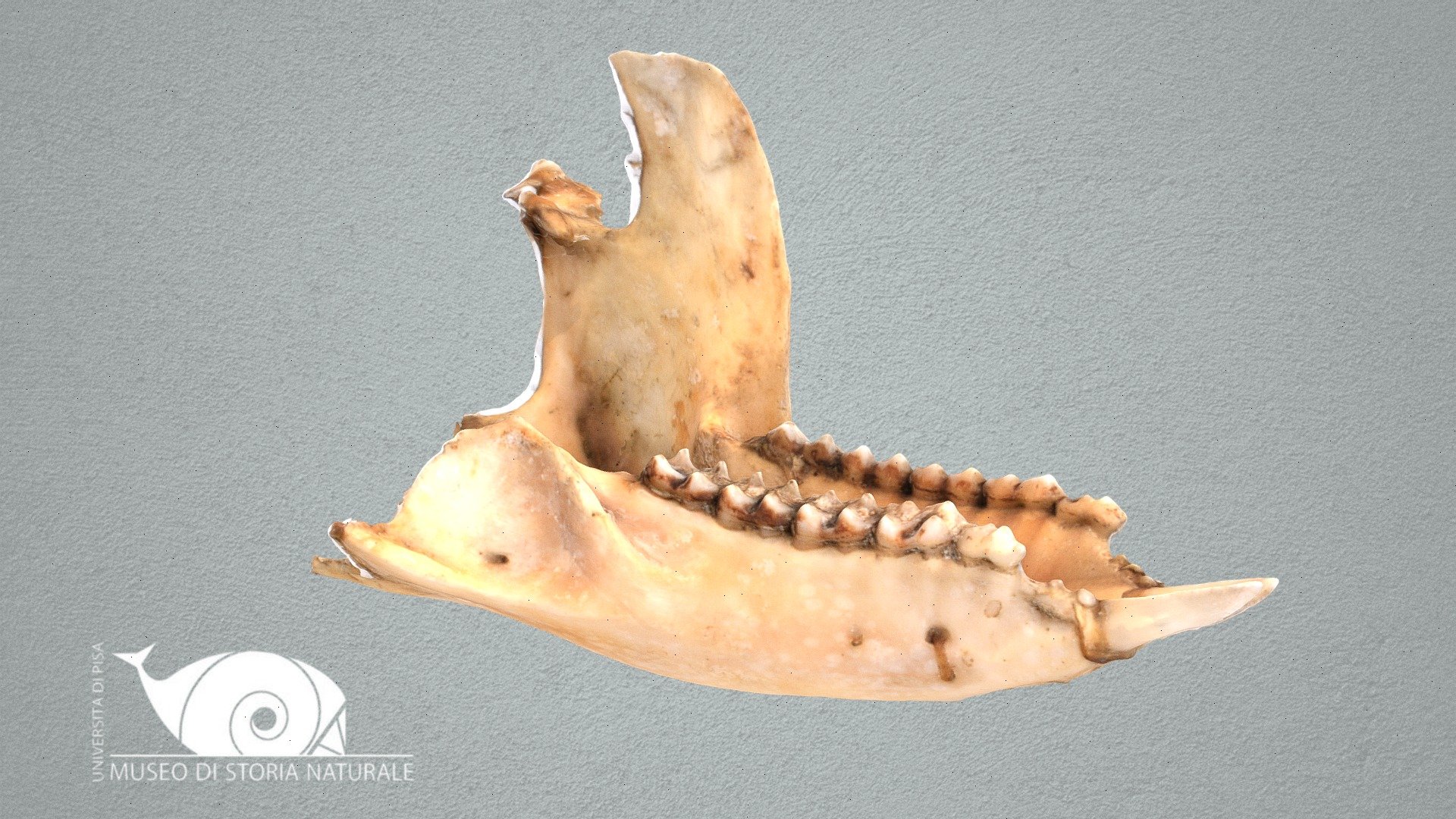 Common ringtail possum - 3D model by Natural History Museum, University ...