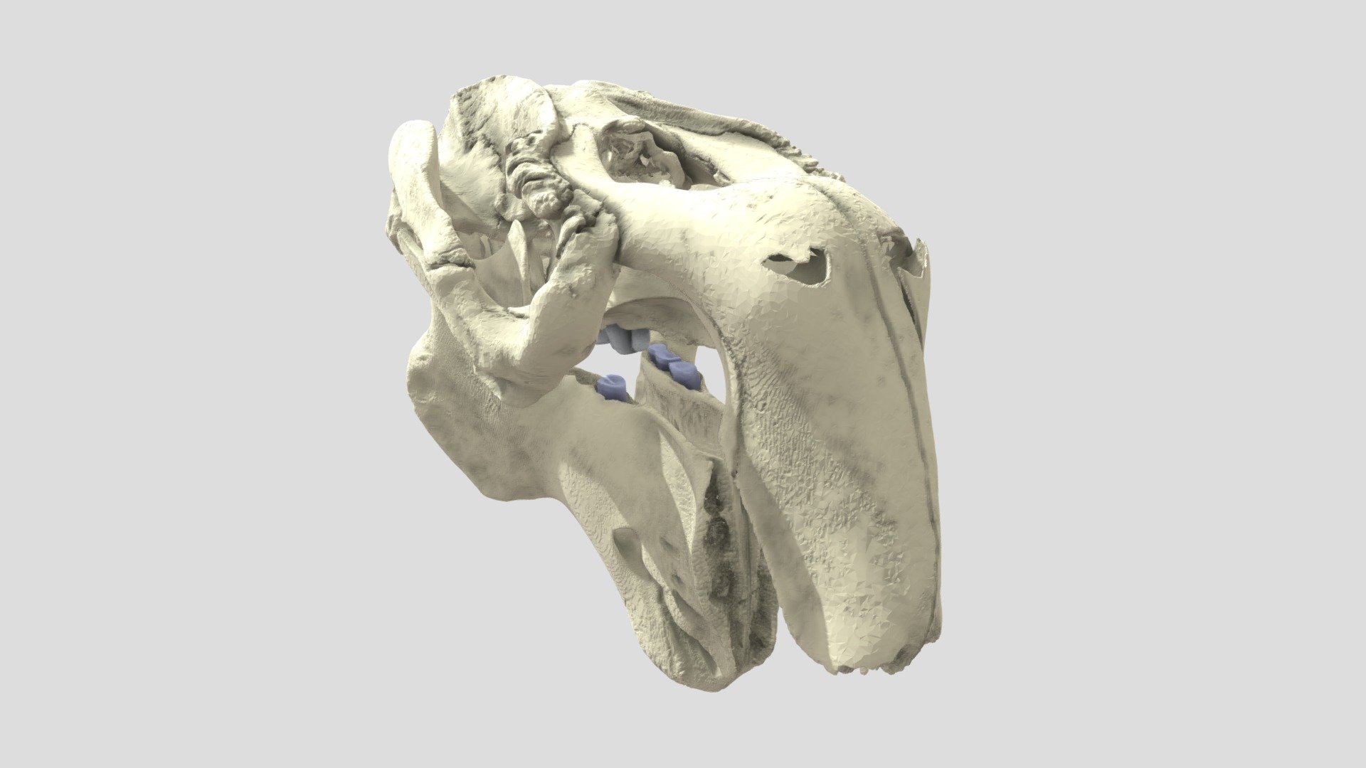 Chewing in the dugong: skull and teeth - 3D model by Evans EvoMorph Lab ...