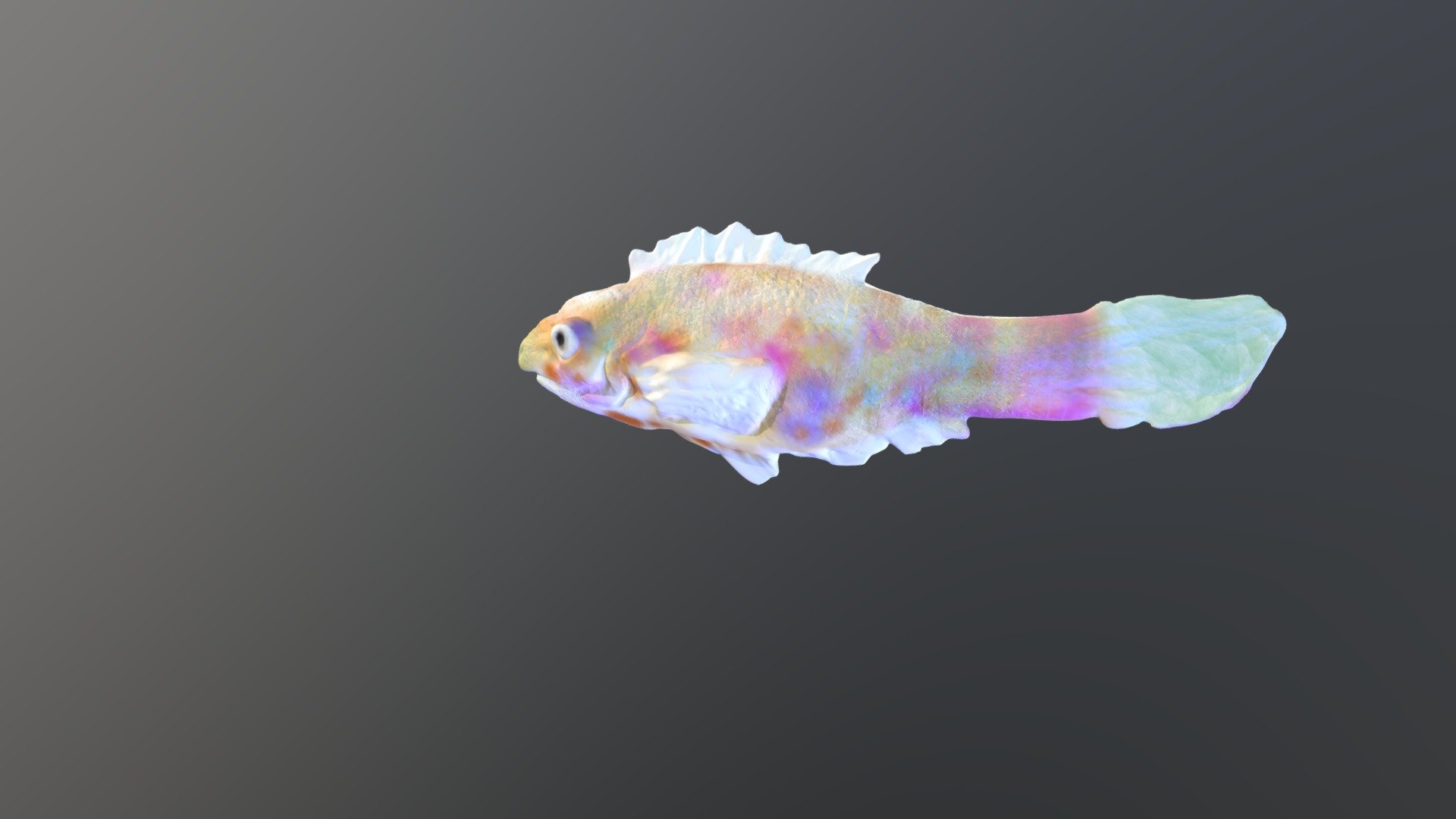 Fish - Download Free 3D model by pingyehli [b5a62f1] - Sketchfab