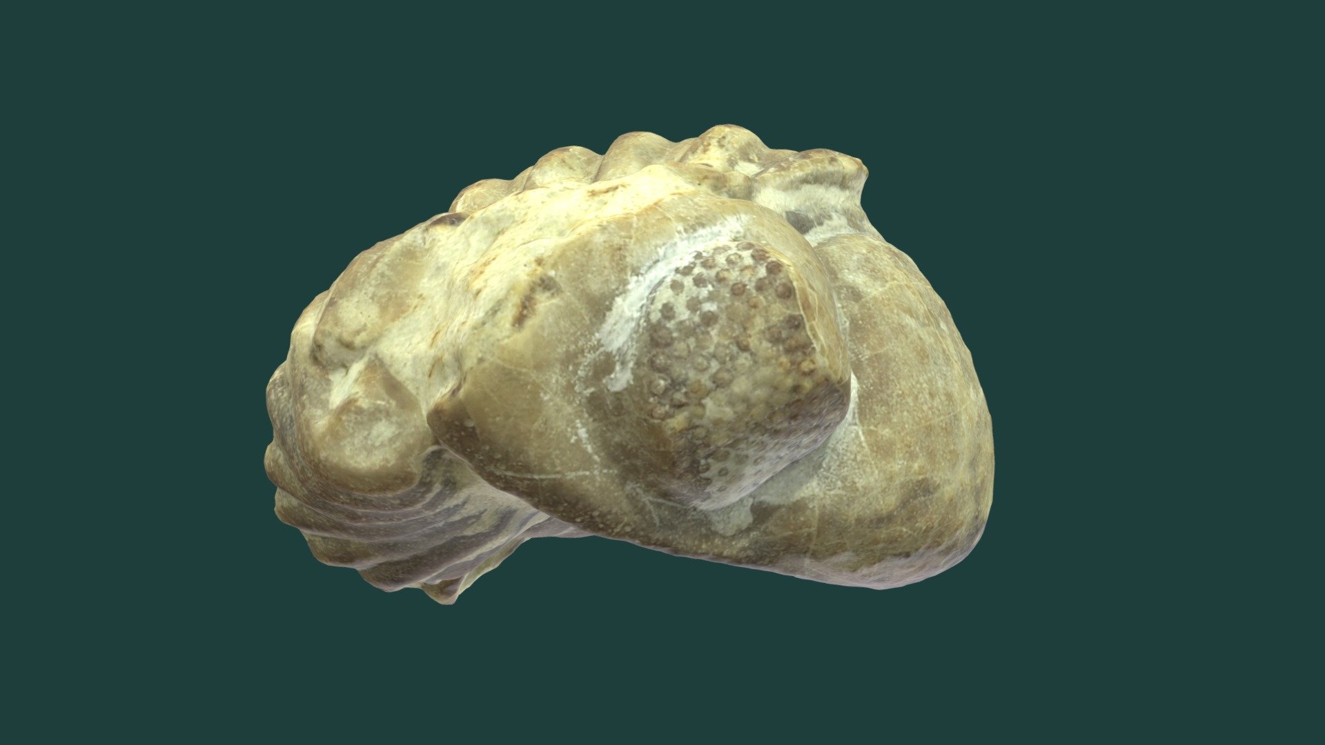 Kainops raymondi - Buy Royalty Free 3D model by Shellie Luallin ...