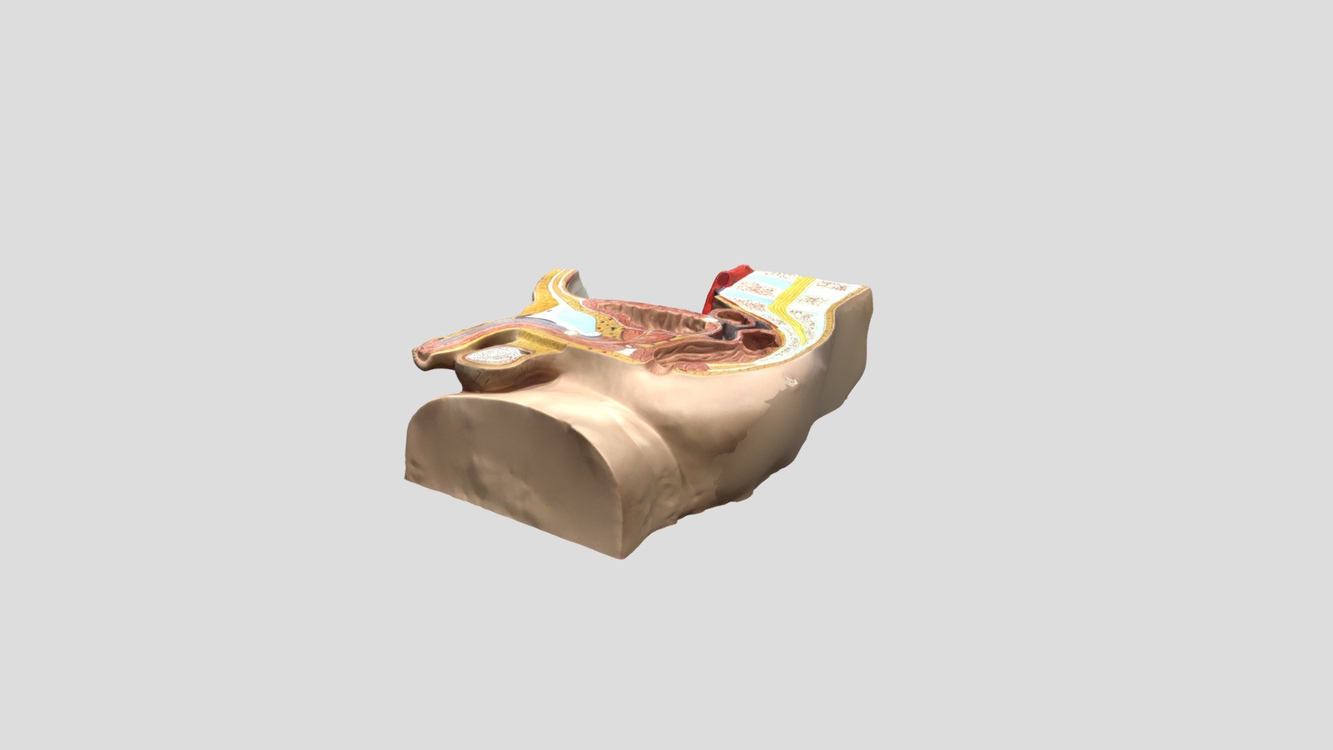 Sagittal Section of the Male Reproductive System - 3D model by virtual ...
