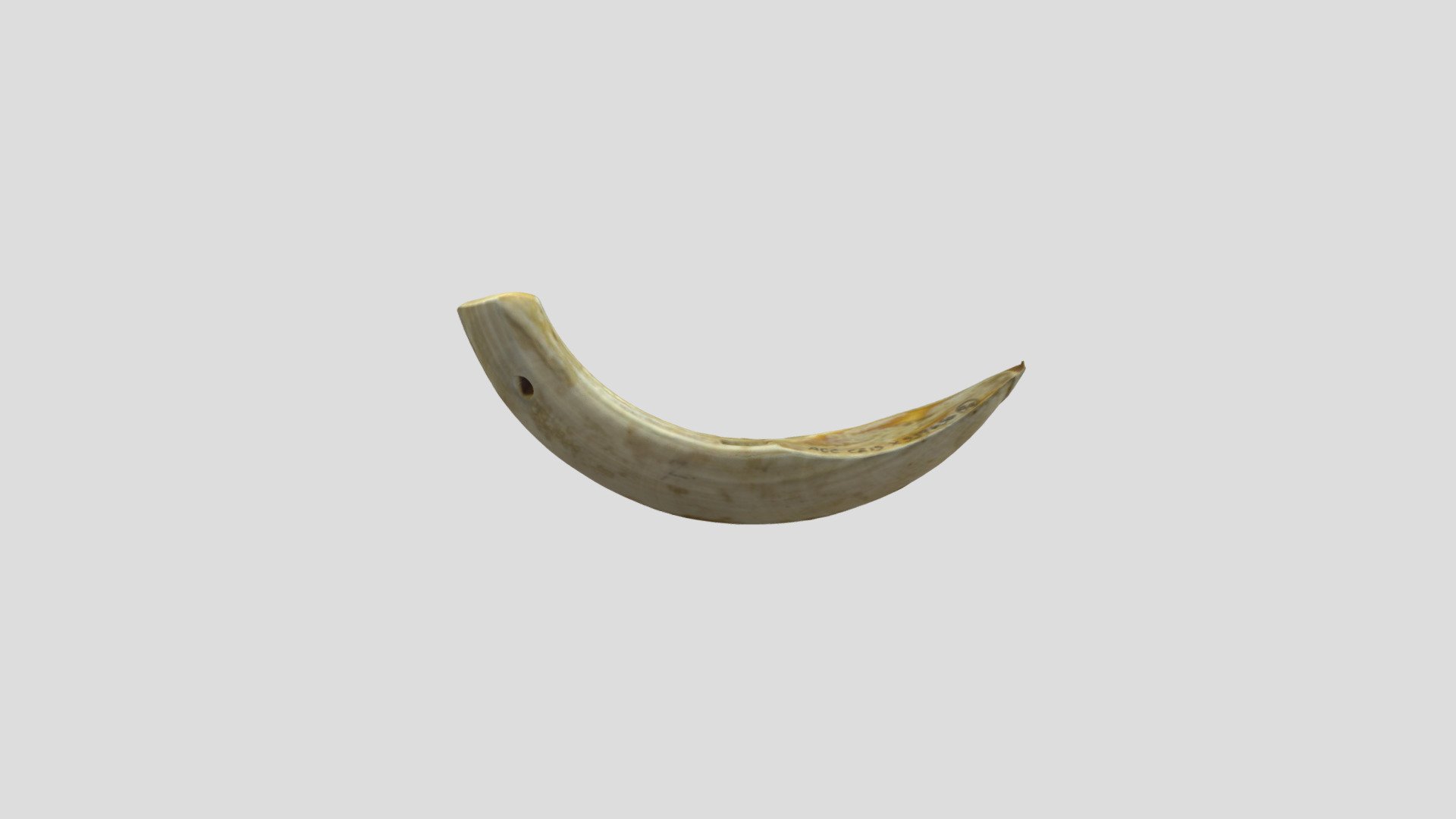 Wild boar tusk - 3D model by Aberdeen City Libraries ...