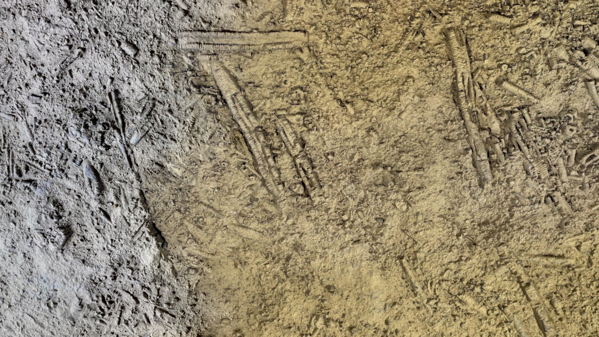 Crinoids in Blue John Cavern - Download Free 3D model by Commendium ...