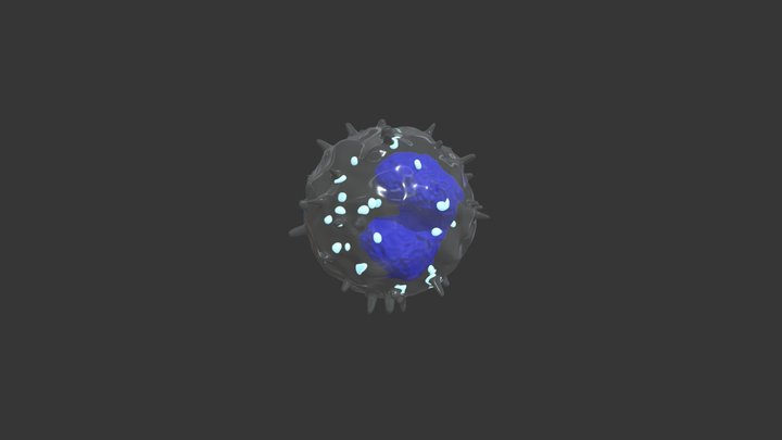 Leukocyte 3D models - Sketchfab
