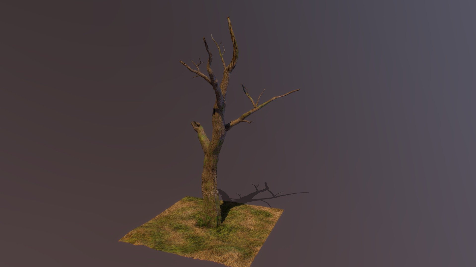 Old tree - Download Free 3D model by Konstantin (@redstar0001) [b5b3f94 ...