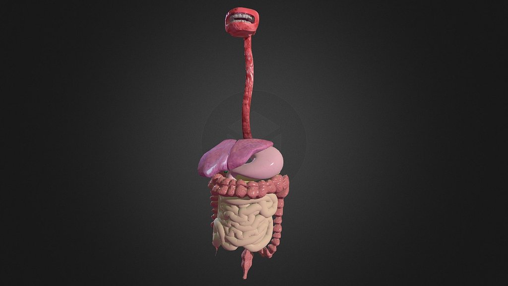 Digestive System - 3D model by Pol Menéndez (@polroute66) [b5b571c ...