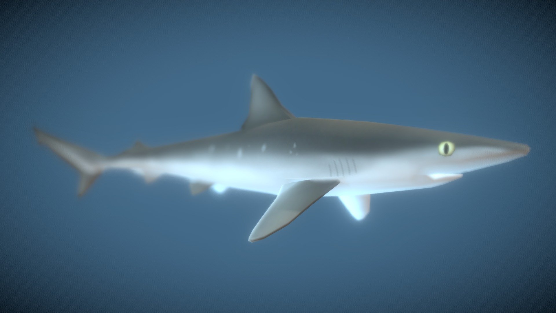 atlantic sharpnose shark - 3D model by CatfishYAY [b5ba254] - Sketchfab