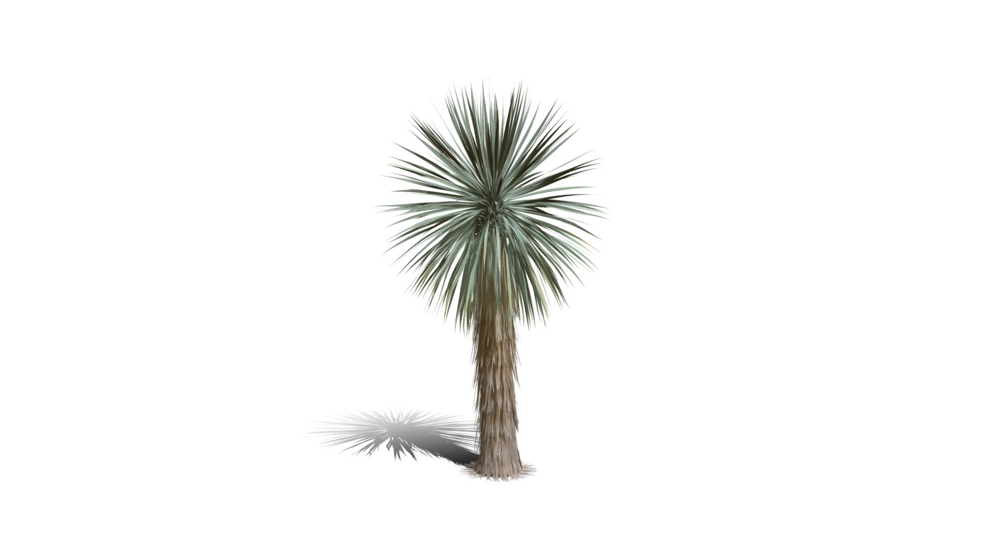 Realistic HD Beaked yucca (28/30) - Buy Royalty Free 3D model by ...