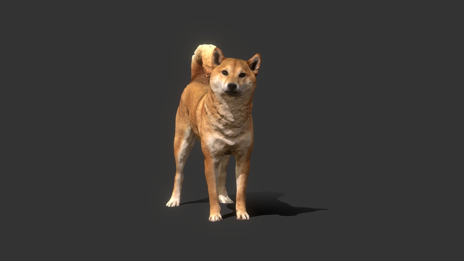 Shiba Inu - 3D model by 3dsnap (@serenanoju) [b5c0416] - Sketchfab