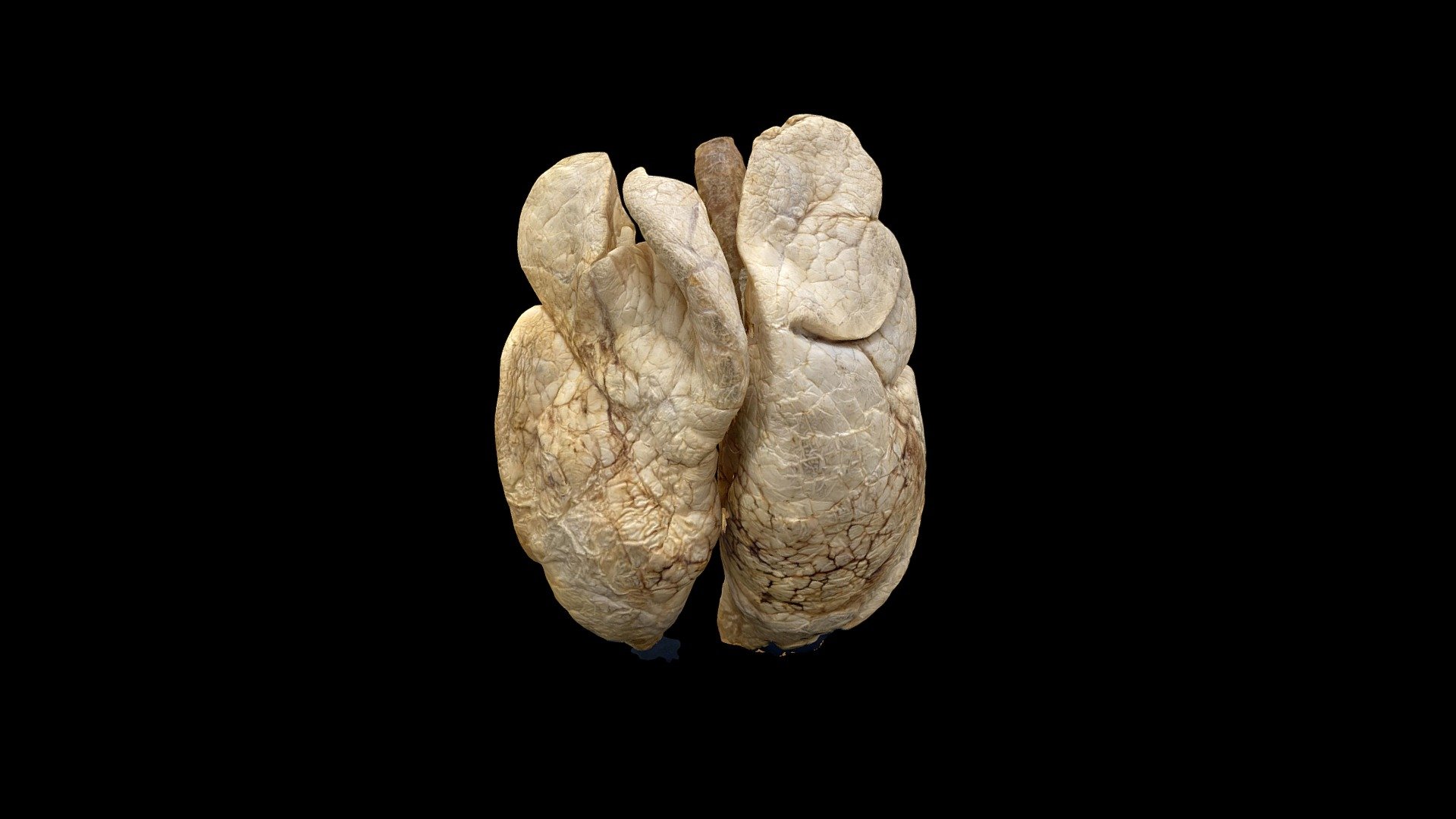 Pulmones bovino - 3D model by andres.sepulvedav [b5c1599] - Sketchfab
