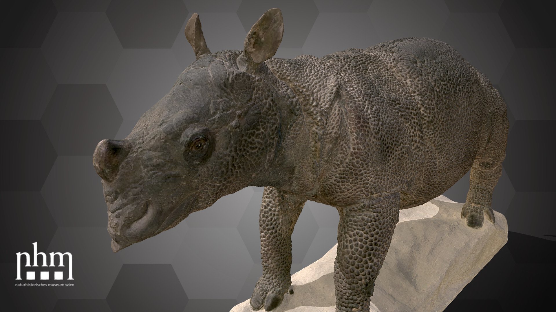 Javan Rhinoceros (NHMW-ZOO-MAMM-8198/ST319) - Download Free 3D model by ...