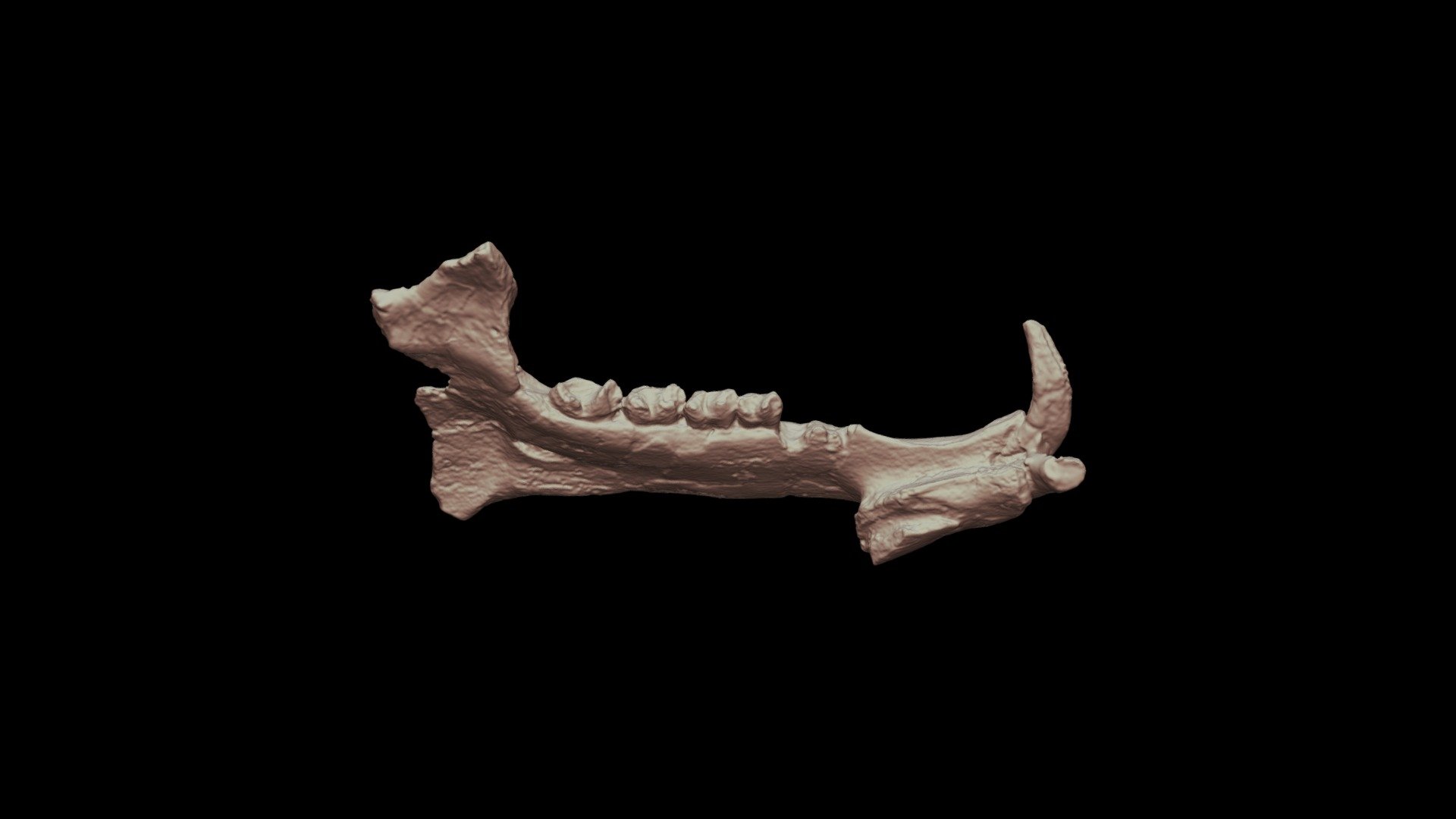 Trigonostylops gegenbauri - 3D model by Museo de La Plata, Argentina ...