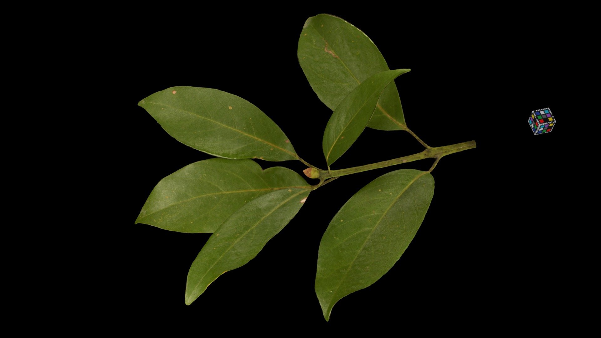 タブノキ Japanese Bay Tree, Machilus thunbergii - Download Free 3D model by ...