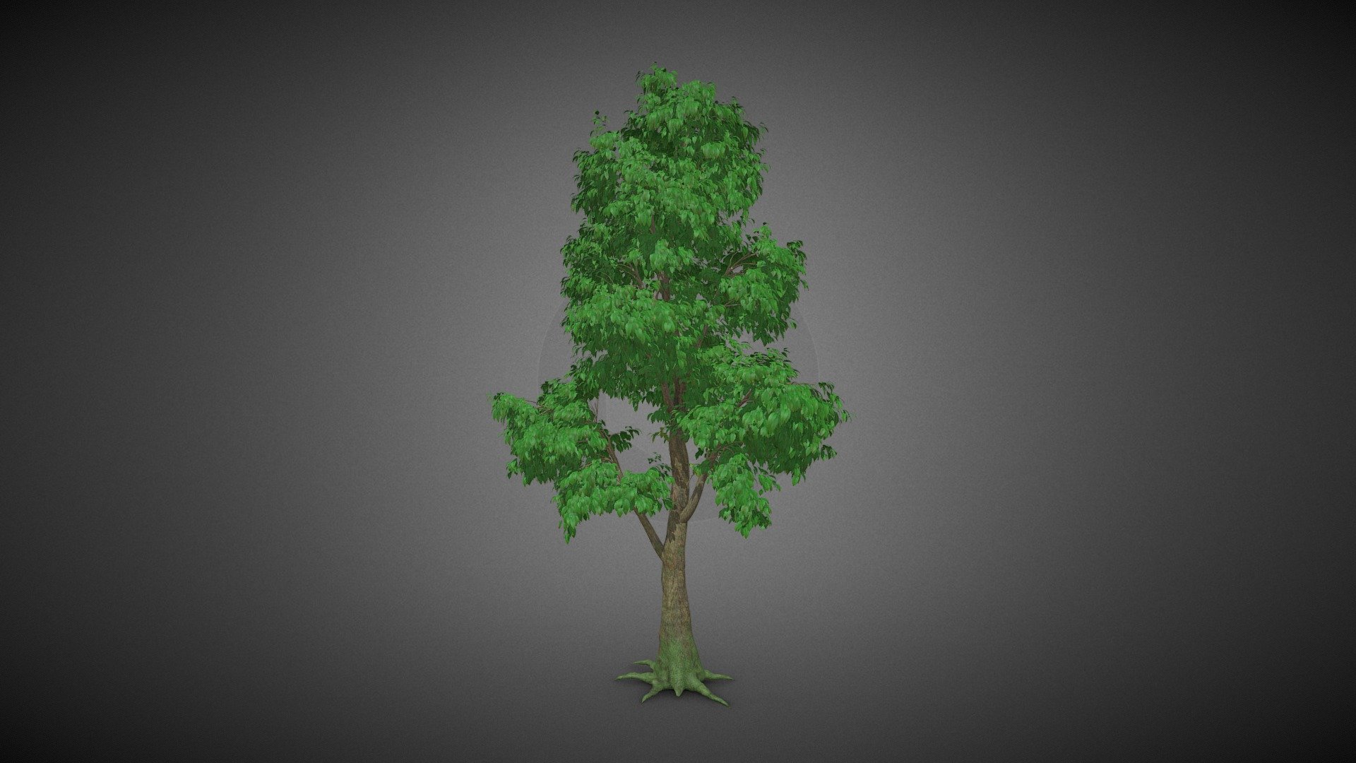 Tree - Buy Royalty Free 3D model by misitewang [b5d3d19] - Sketchfab Store