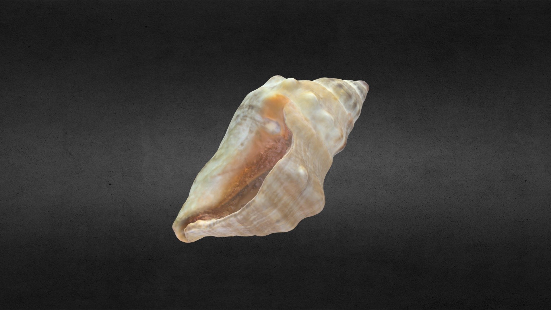 Caracol Marino - 3D model by IvanLlistoDedeu [b5d4777] - Sketchfab