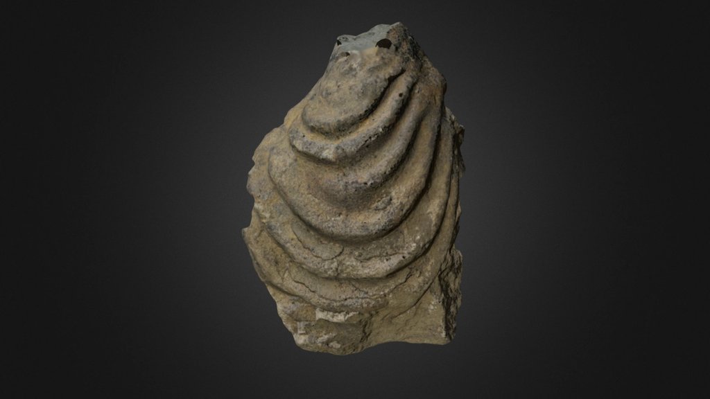 Bivalve Retroceramus eximius - Download Free 3D model by Alaska ...