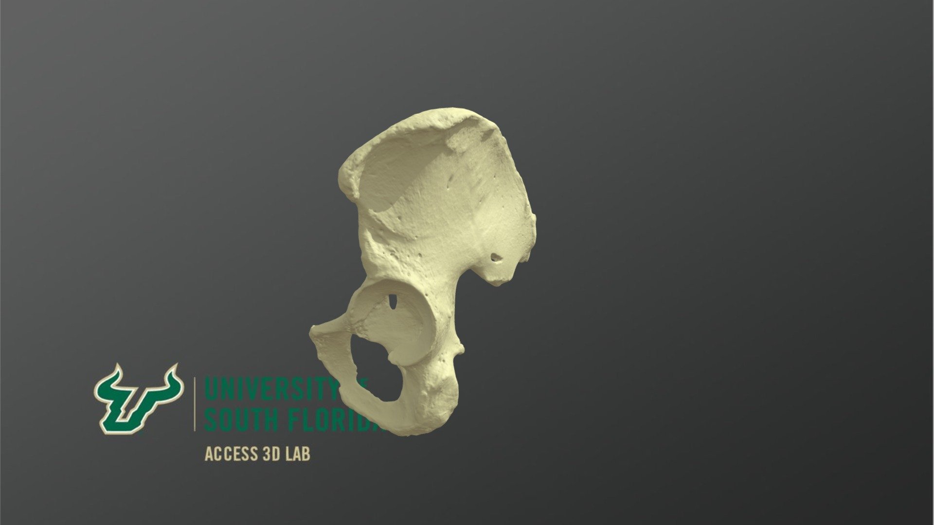 Left Os Coxae (D) - 3D model by access3d [b5de47c] - Sketchfab