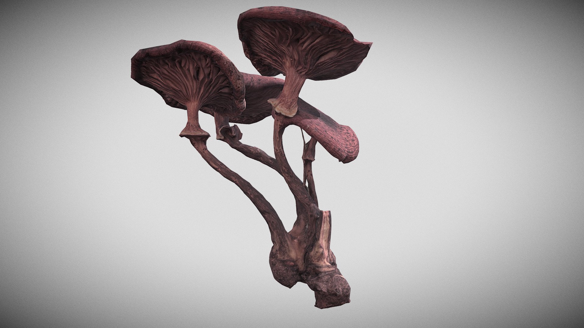 Honey fungus aka Armillaria mellea - Buy Royalty Free 3D model by ...