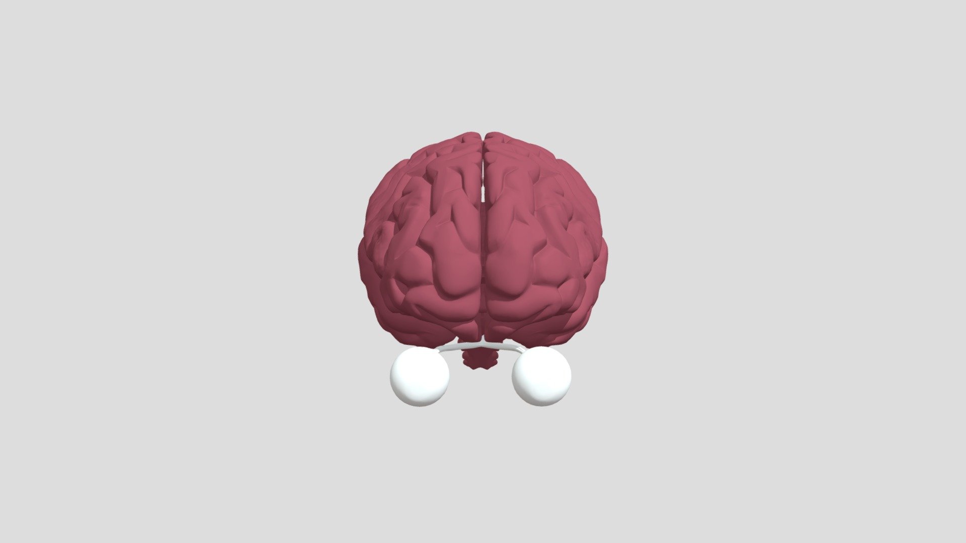 Brain anatomy vision anatomy - 3D model by sidout45 [b5e3a07] - Sketchfab