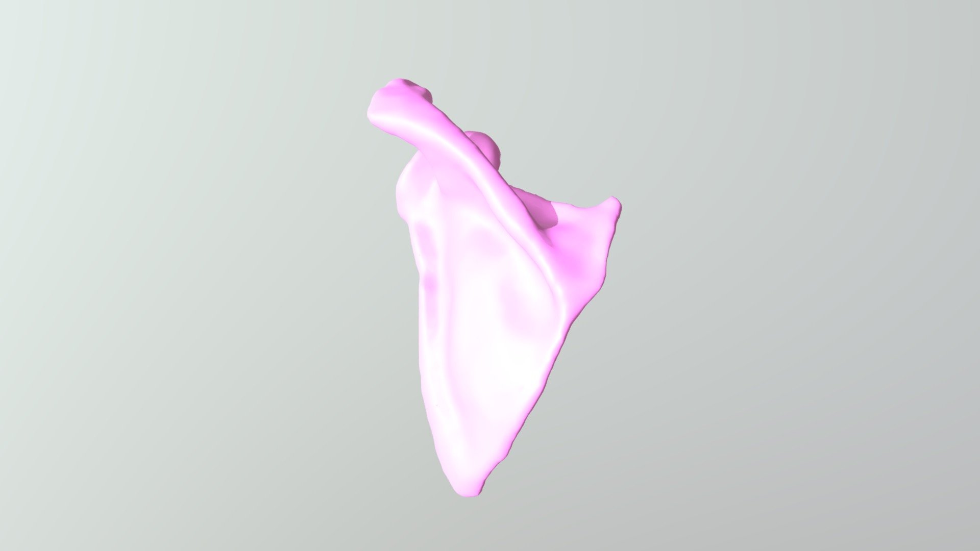 Left Scapula - 9820F - 3D model by parkyk [b5e5f43] - Sketchfab