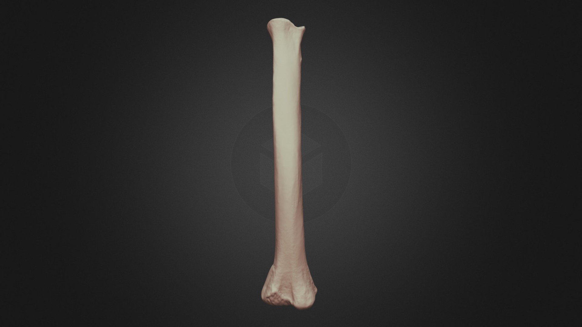 Canis lupus (Wolf) Left Radius - 3D model by Lakehead Anthropology ...