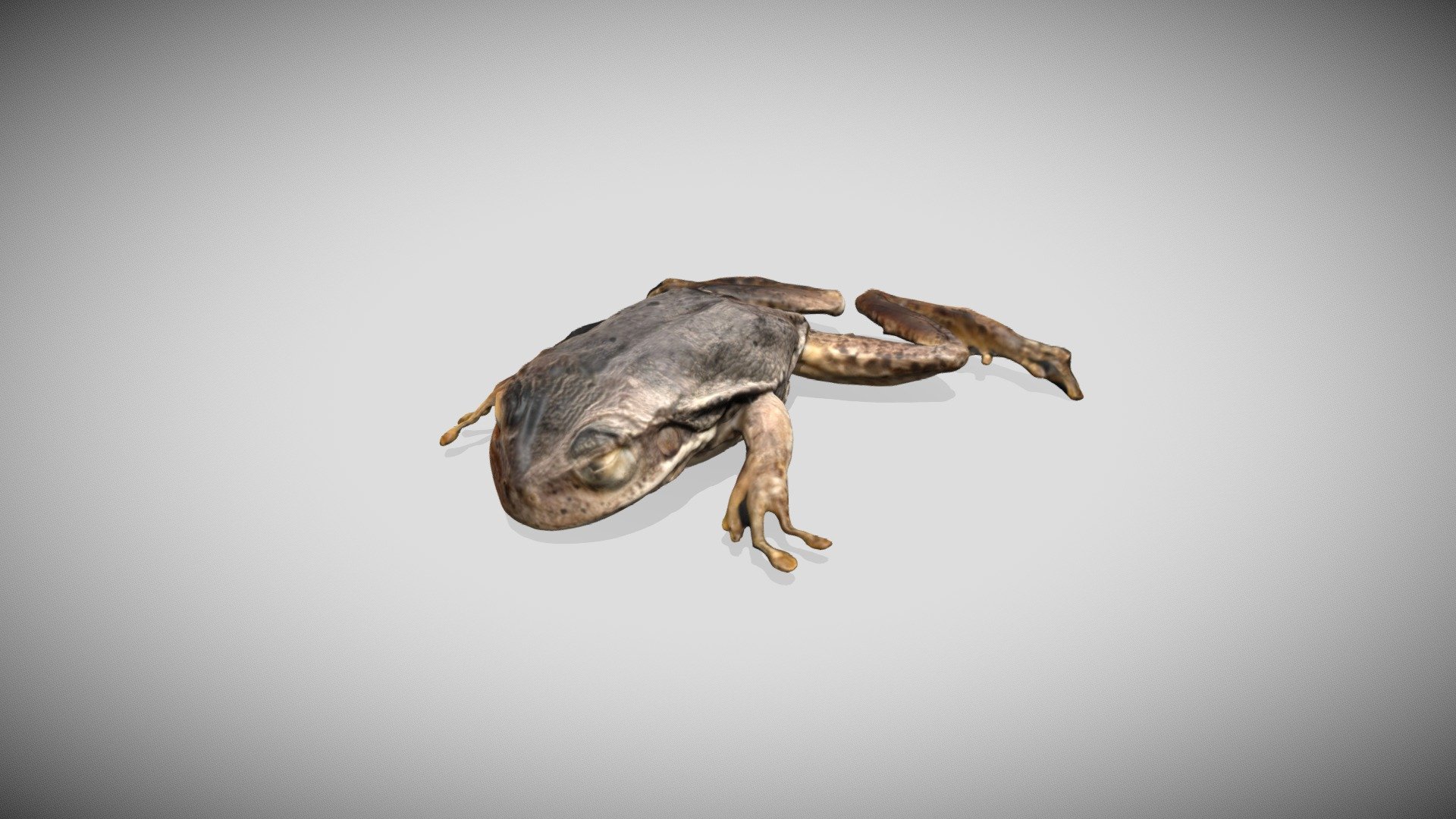 rana_extra_scan - 3D model by samia_seds [b5f26a1] - Sketchfab