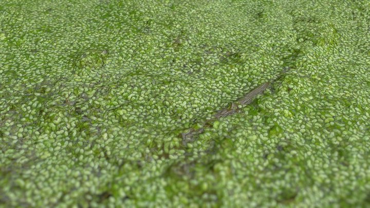 Pond 3D models - Sketchfab