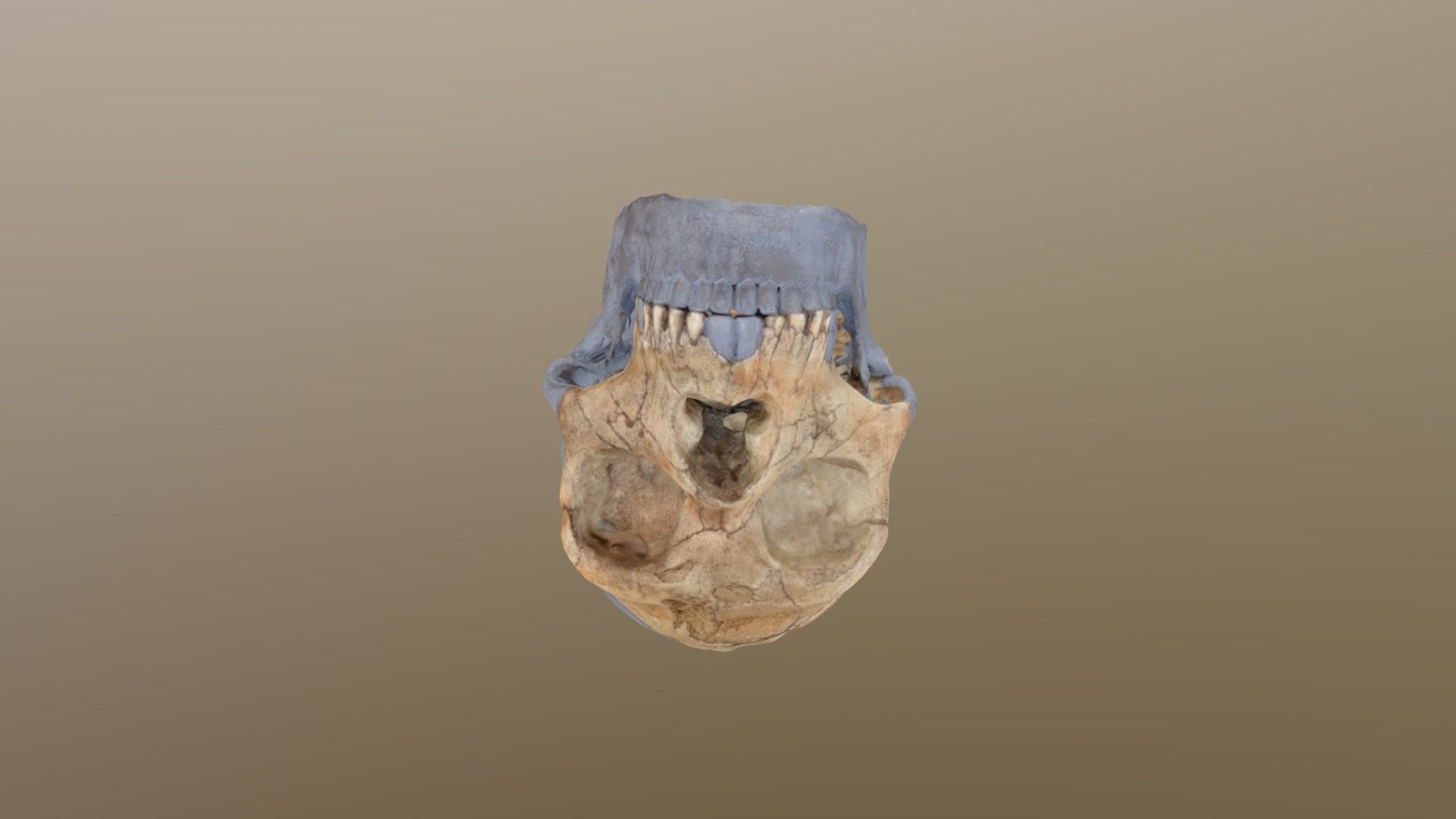 Neanderthal Skull - 3D model by rtrachman [b5fc359] - Sketchfab