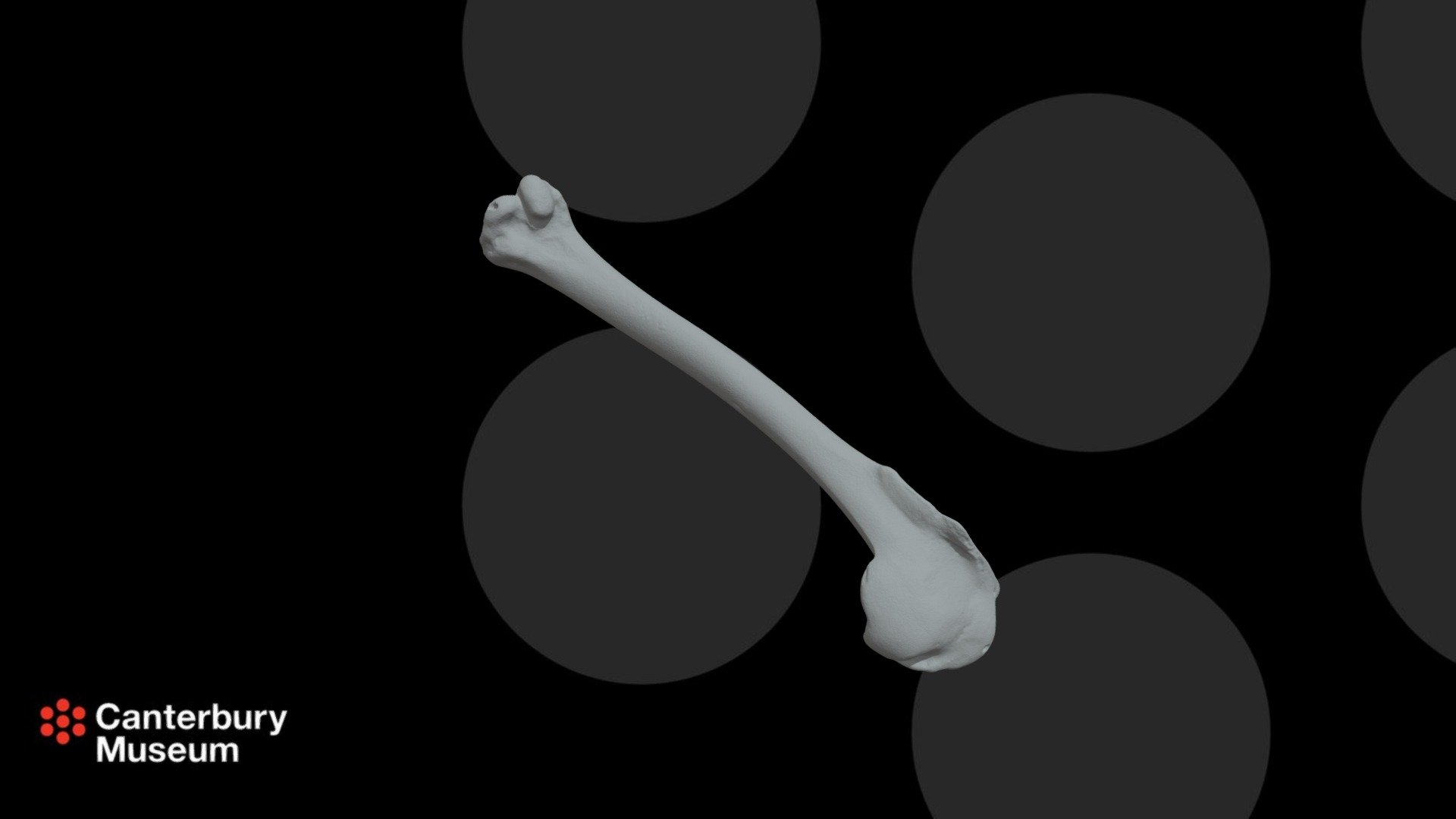 Spur-winged Goose Plectropterus humerus - 3D model by Canterbury Museum ...