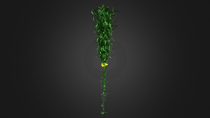Vine 3D models - Sketchfab