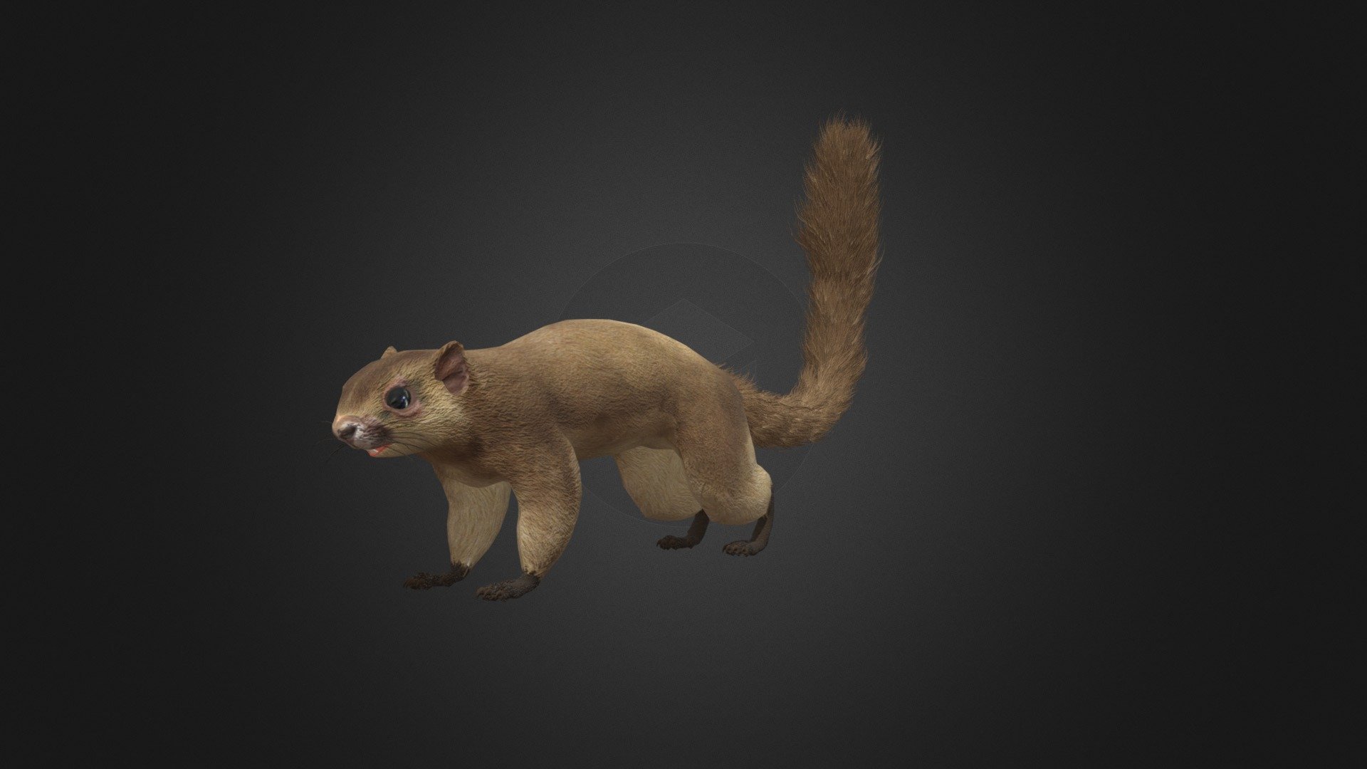 Cream-coloured Giant Squirrel14 - 3D model by M 3D (@mbagidea) [b60a7a4 ...