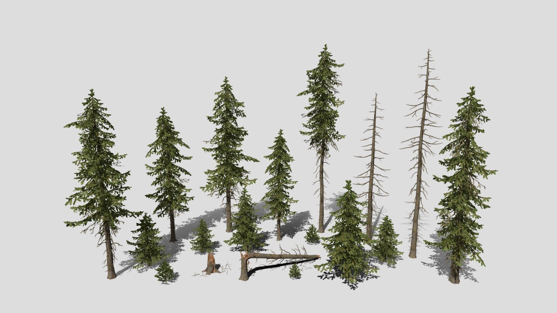 Fir - 3D model by Mirbek (@_cgxi17) [b60b1fe] - Sketchfab