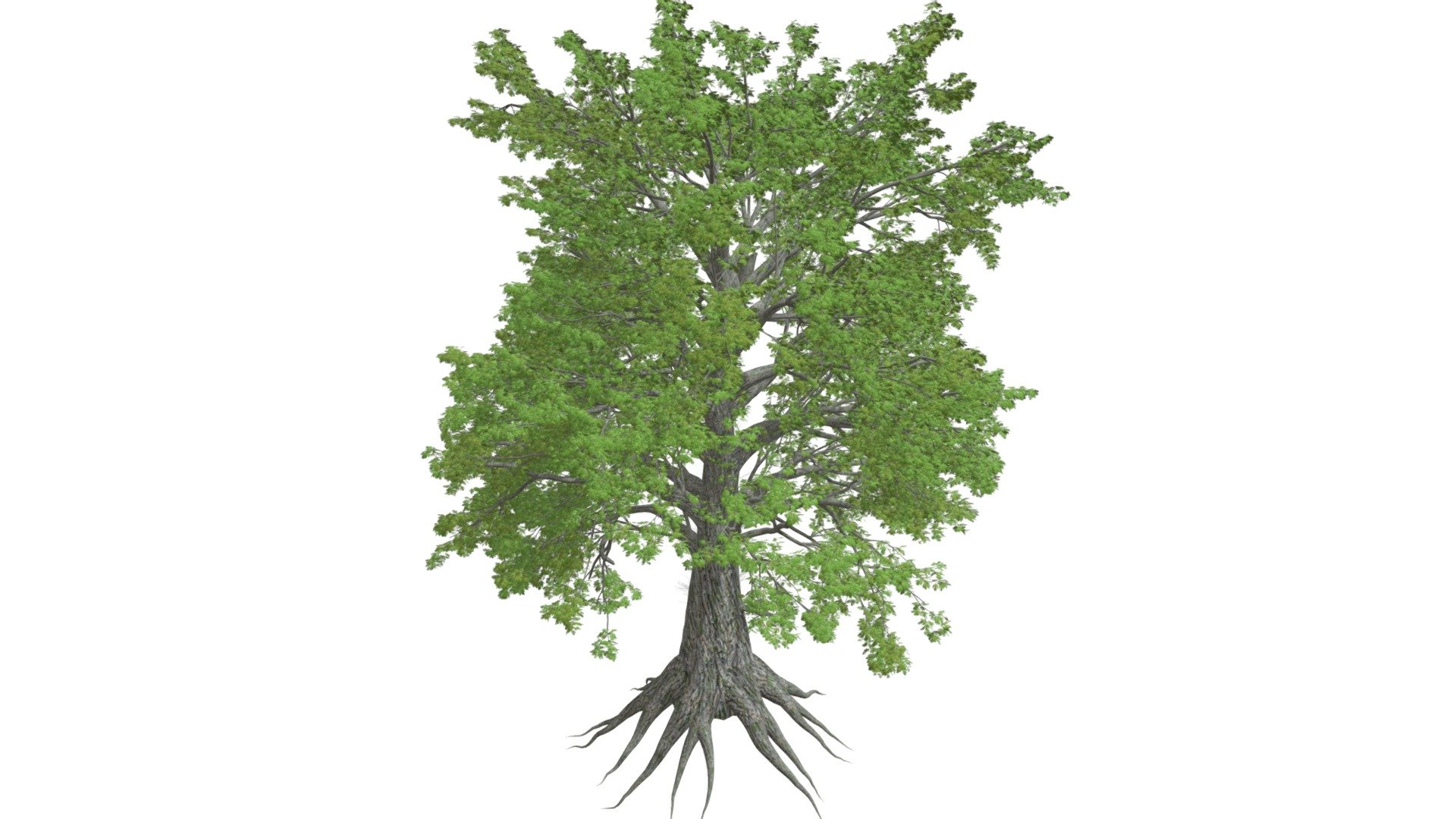Sassafras Tree #06 - Buy Royalty Free 3D model by meshshape [b60c31f ...