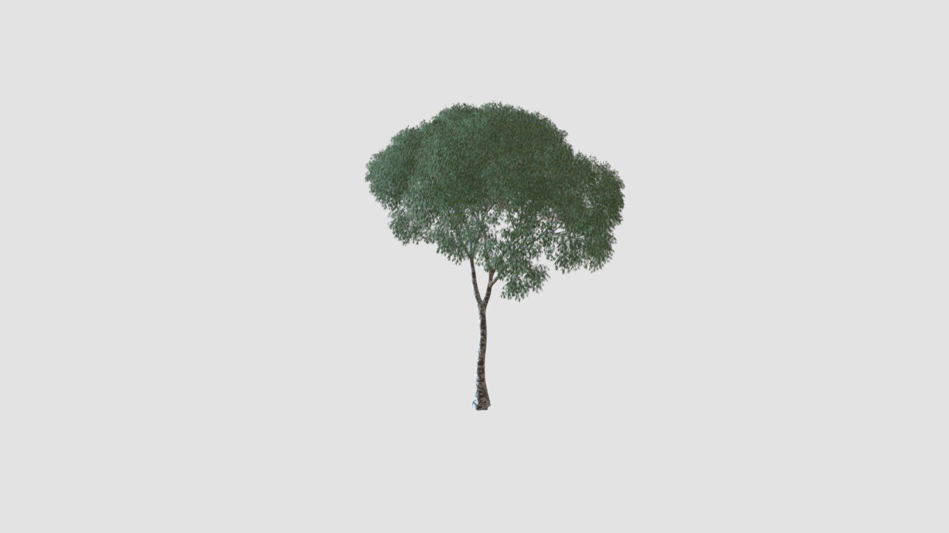 tree - Buy Royalty Free 3D model by Evermotion [b60dab7] - Sketchfab Store