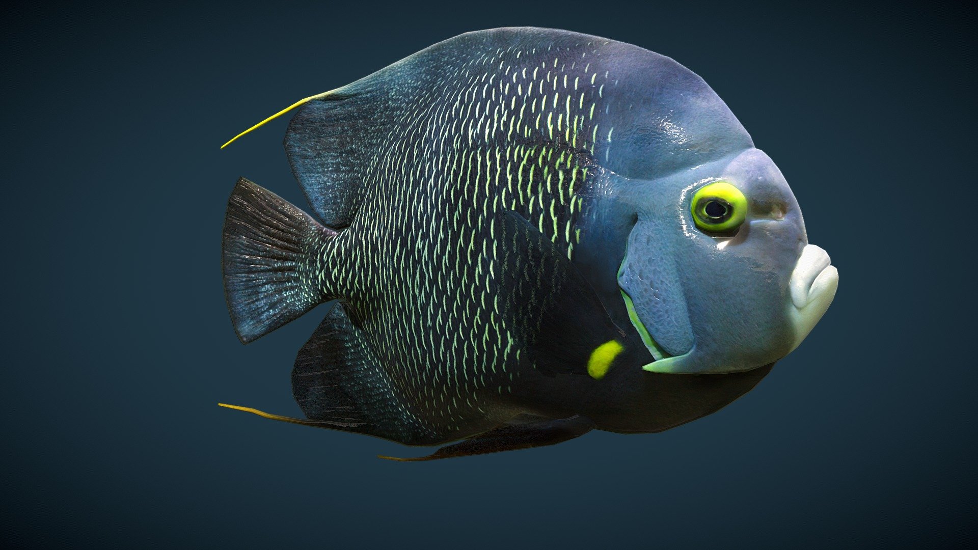 Angel Fish - 3D model by Lekalo (@lekaloable) [b6126b7] - Sketchfab
